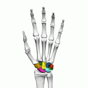 καρπος-ακρα χειρα | Innovative Orthopaedic Surgery